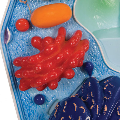 Plant Cell Model - LabWorld.co.uk